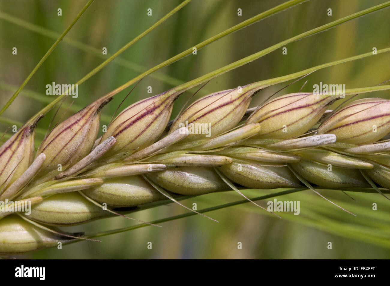 Barley plant hi-res stock photography and images - Alamy