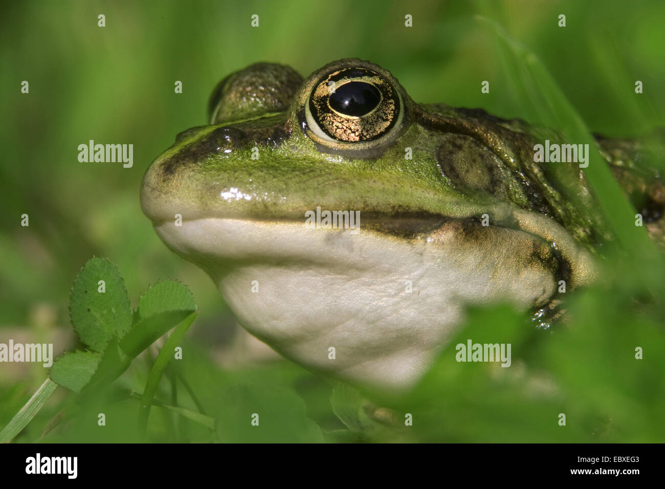 European edible frog, common edible frog (Rana kl. esculenta, Rana ...