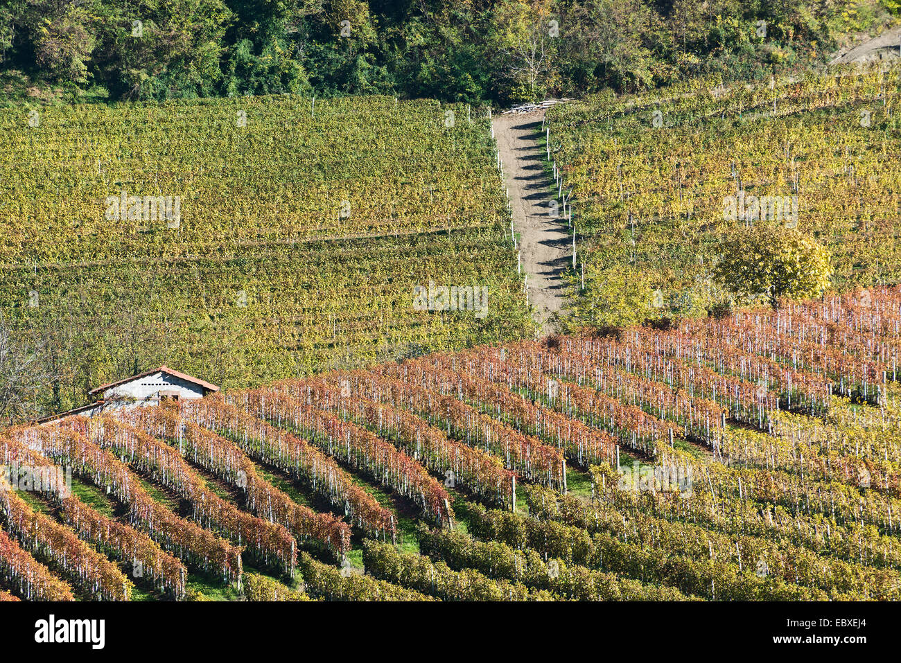 Italy, panorama of vineyards of Piedmont: Langhe-Roero and Monferrato ...