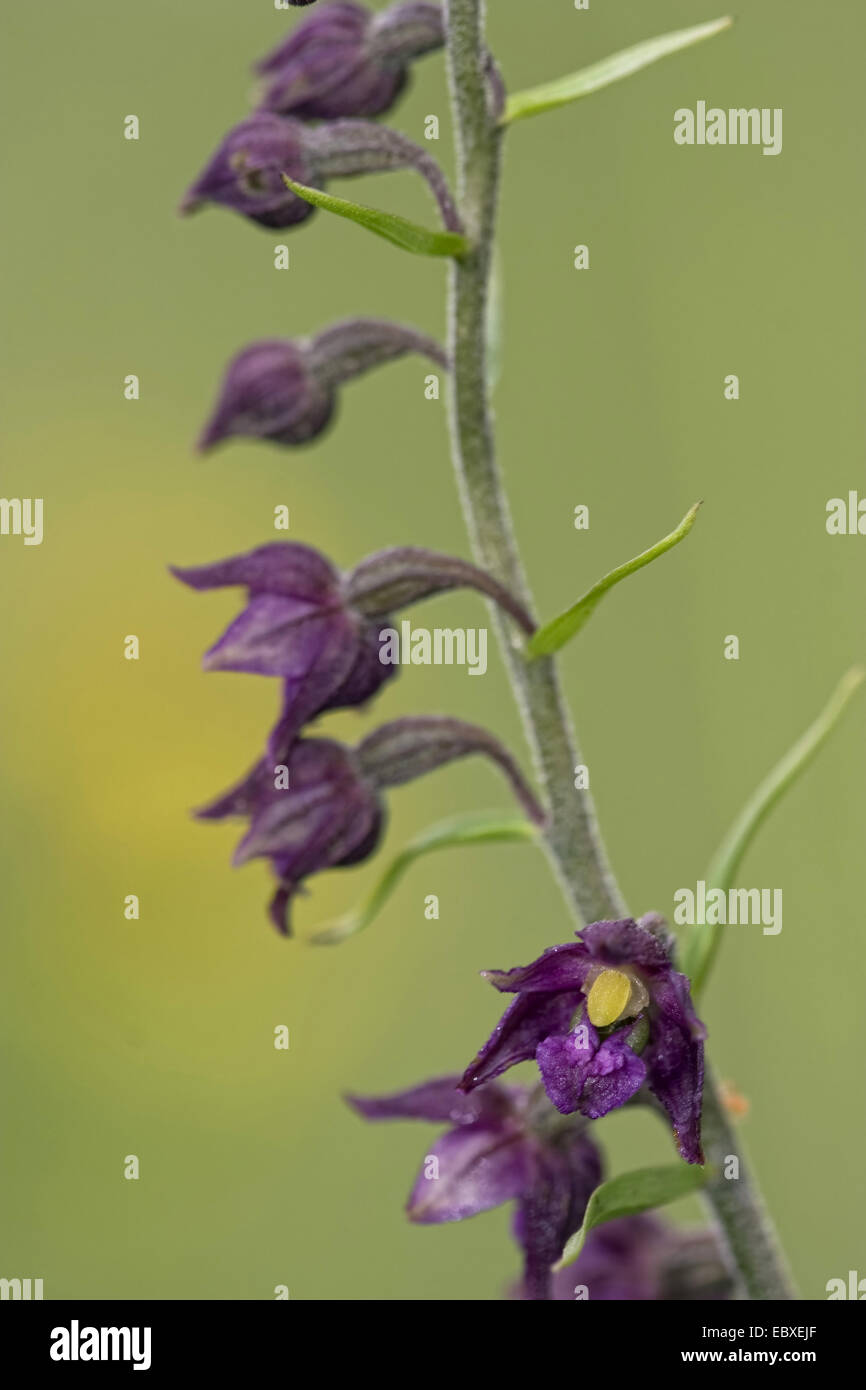 dark-red helleborine, royal helleborine (Epipactis atrorubens ...