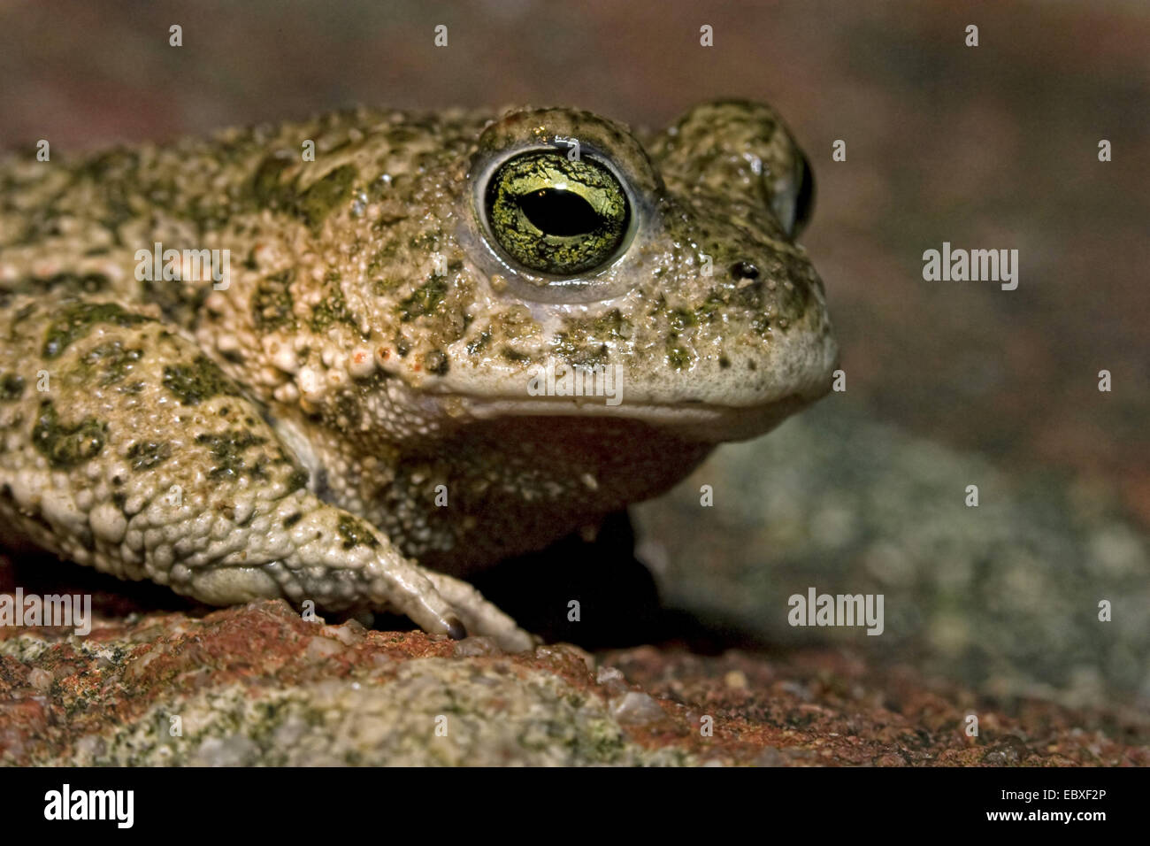 natterjack toad, natterjack, British toad (Bufo calamita), portrait ...