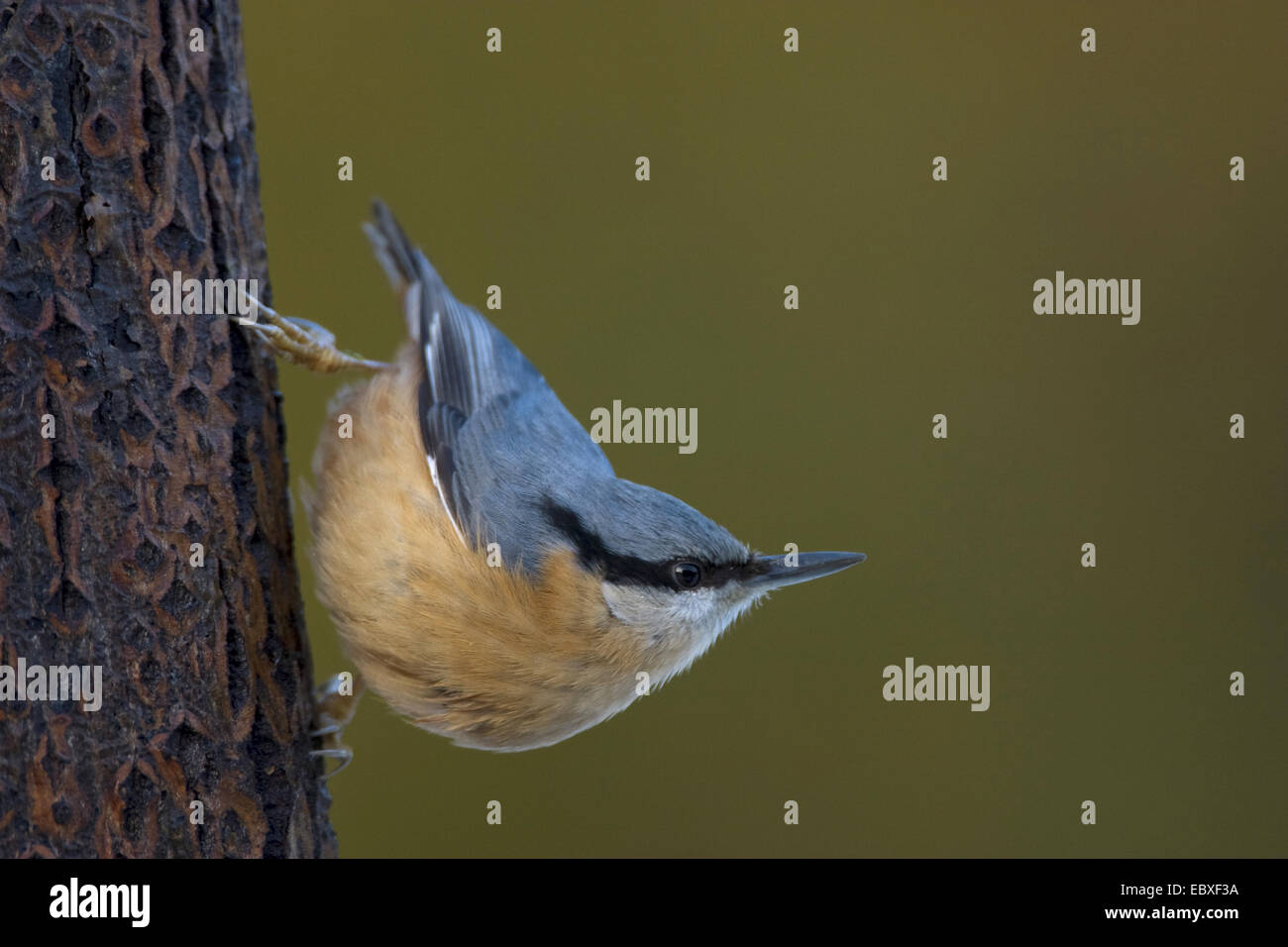 Nuthatch on tree hi-res stock photography and images - Alamy