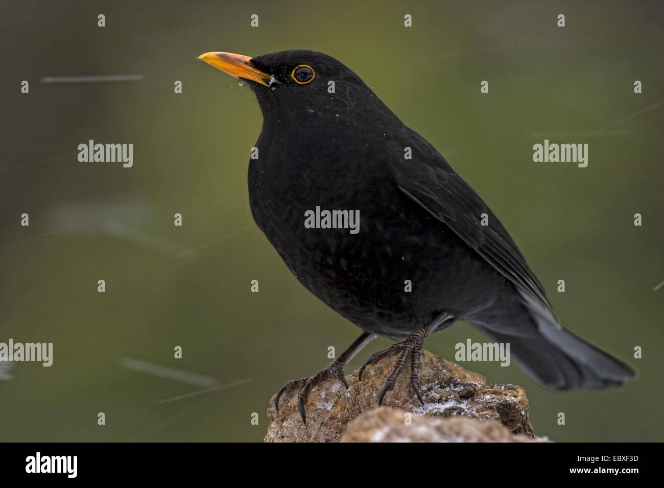 Storm bird hi-res stock photography and images - Alamy
