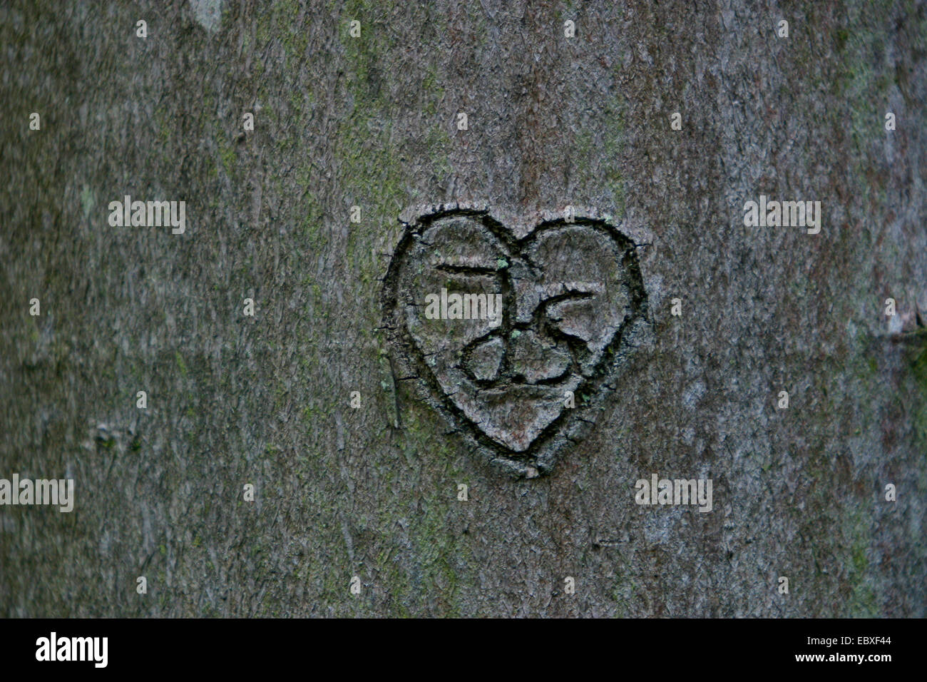 heart with initials carved in tree trunk Stock Photo - Alamy