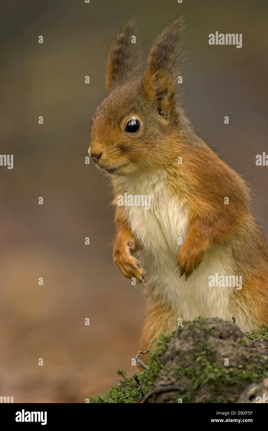 European red squirrel, Eurasian red squirrel (Sciurus vulgaris), on ...
