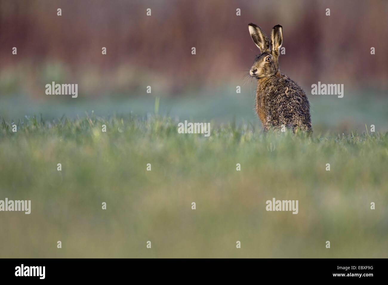 European hare, Brown hare (Lepus europaeus), in a meadow, Belgium, East ...