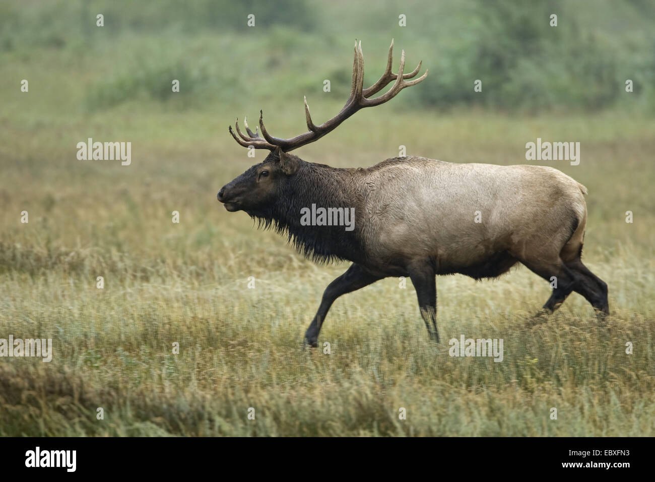 wapiti, elk (Cervus elaphus canadensis, Cervus canadensis), walking ...