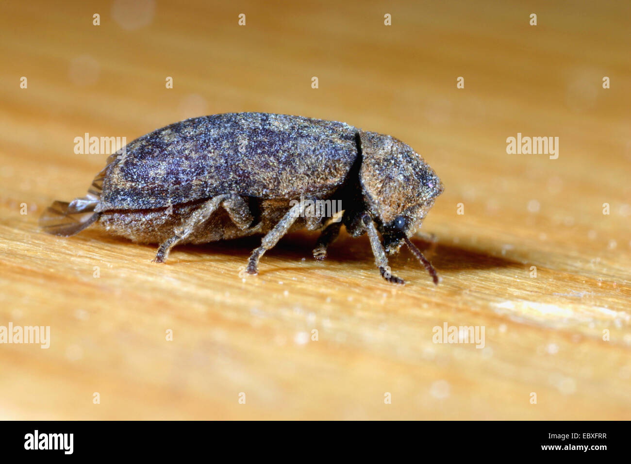 Death Watch Beetle