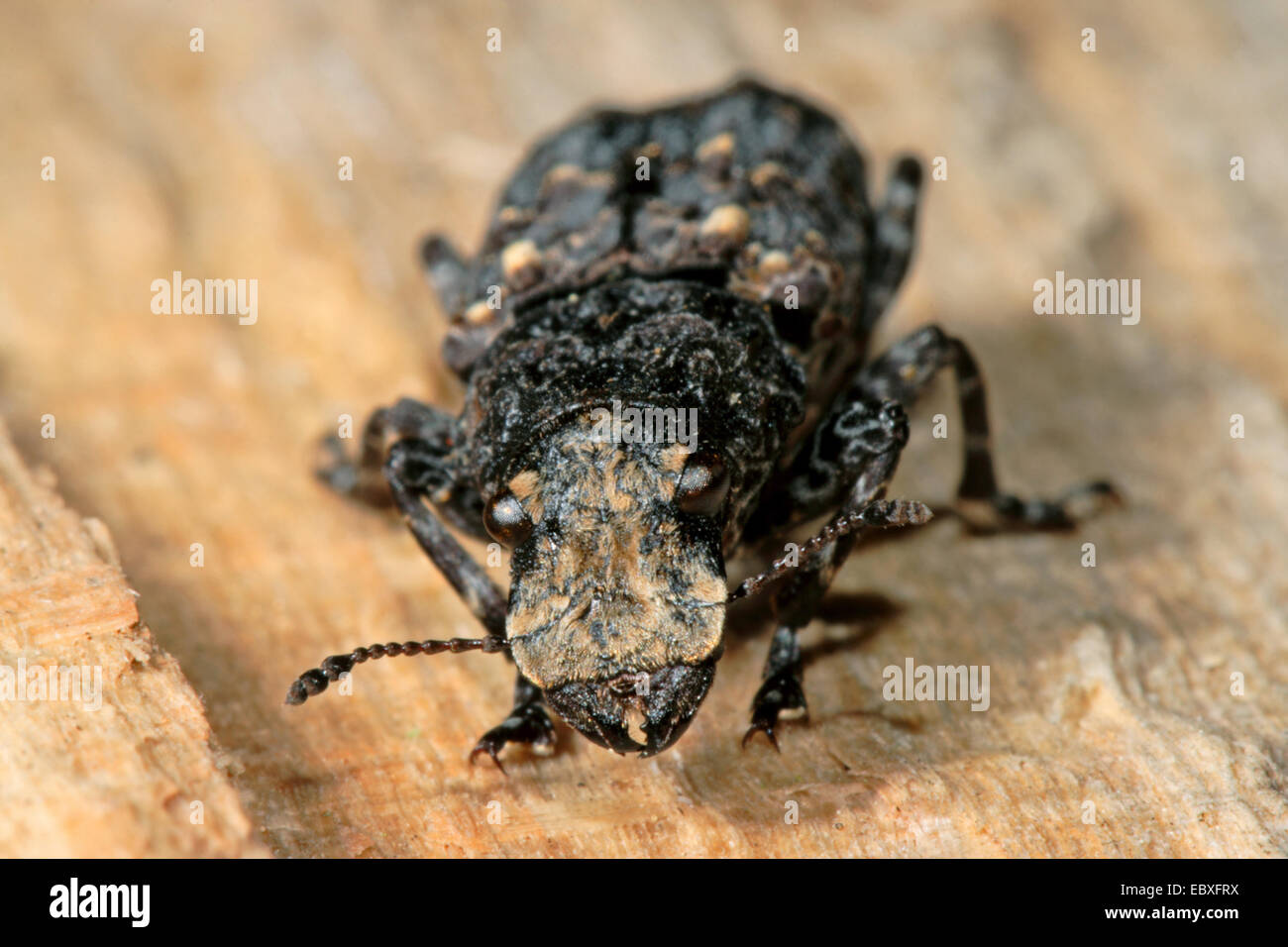 Scarce Fungus Weevil (Platyrhinus resinosus), on deadwood, Germany ...