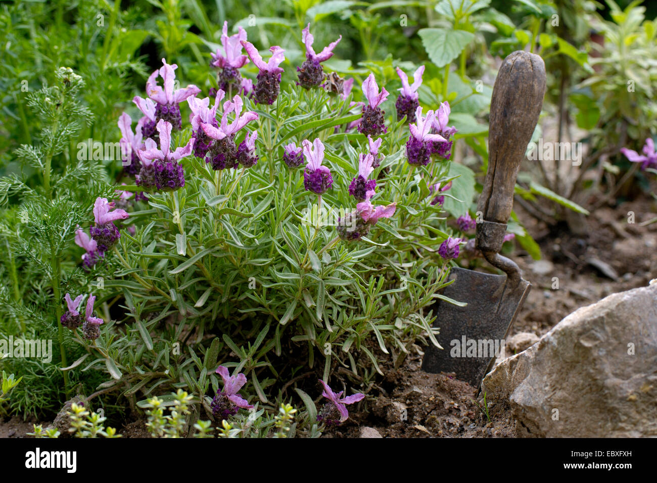 Chamaephytes hi-res stock photography and images - Alamy