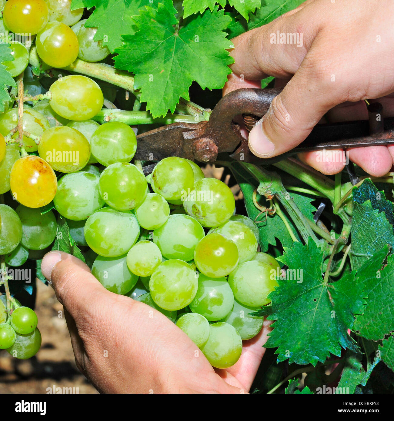 closeup of someone cutting a grape bunch in a vine during the grape ...