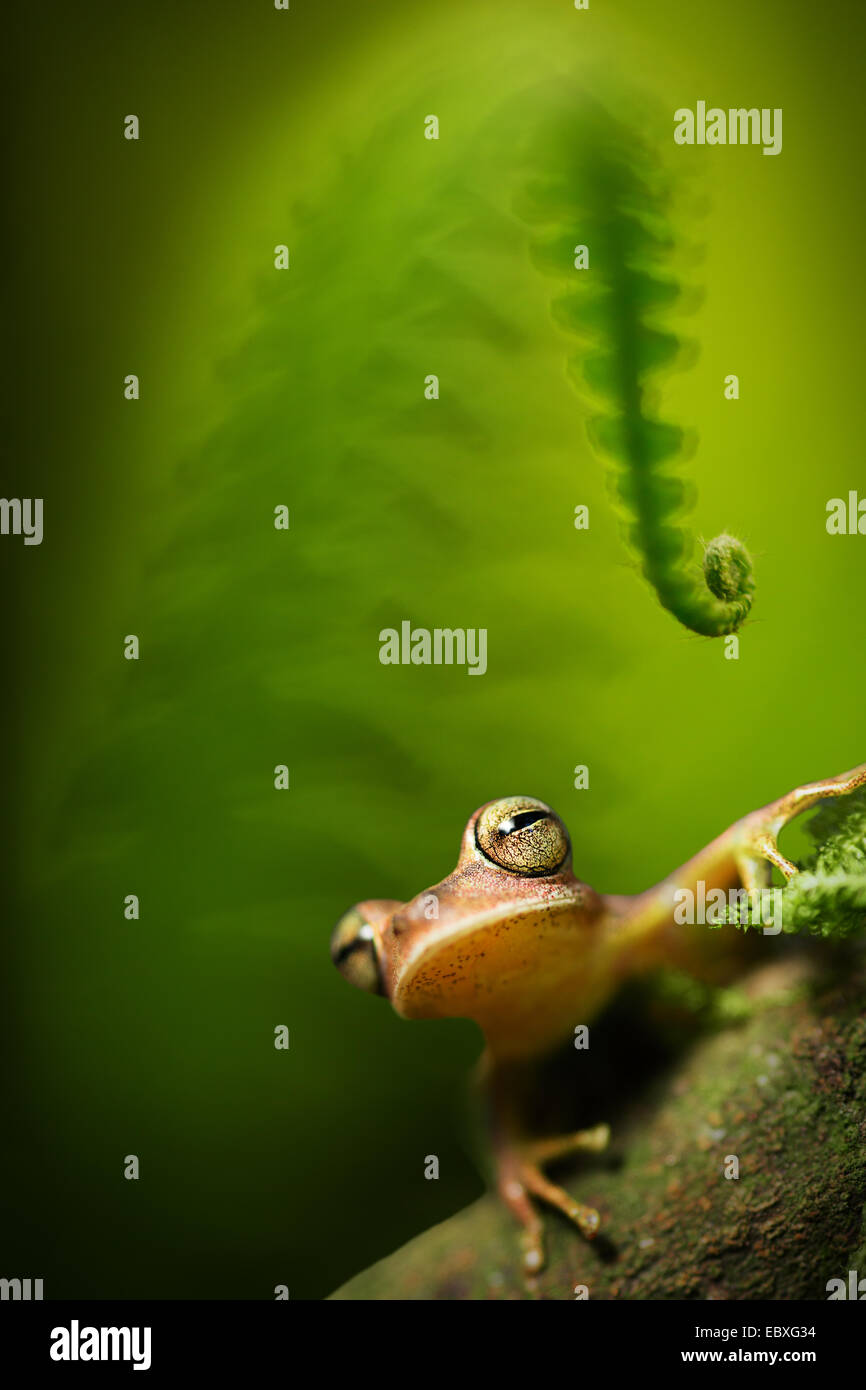 Tropical fern amazon rainforest brazil hi-res stock photography and ...