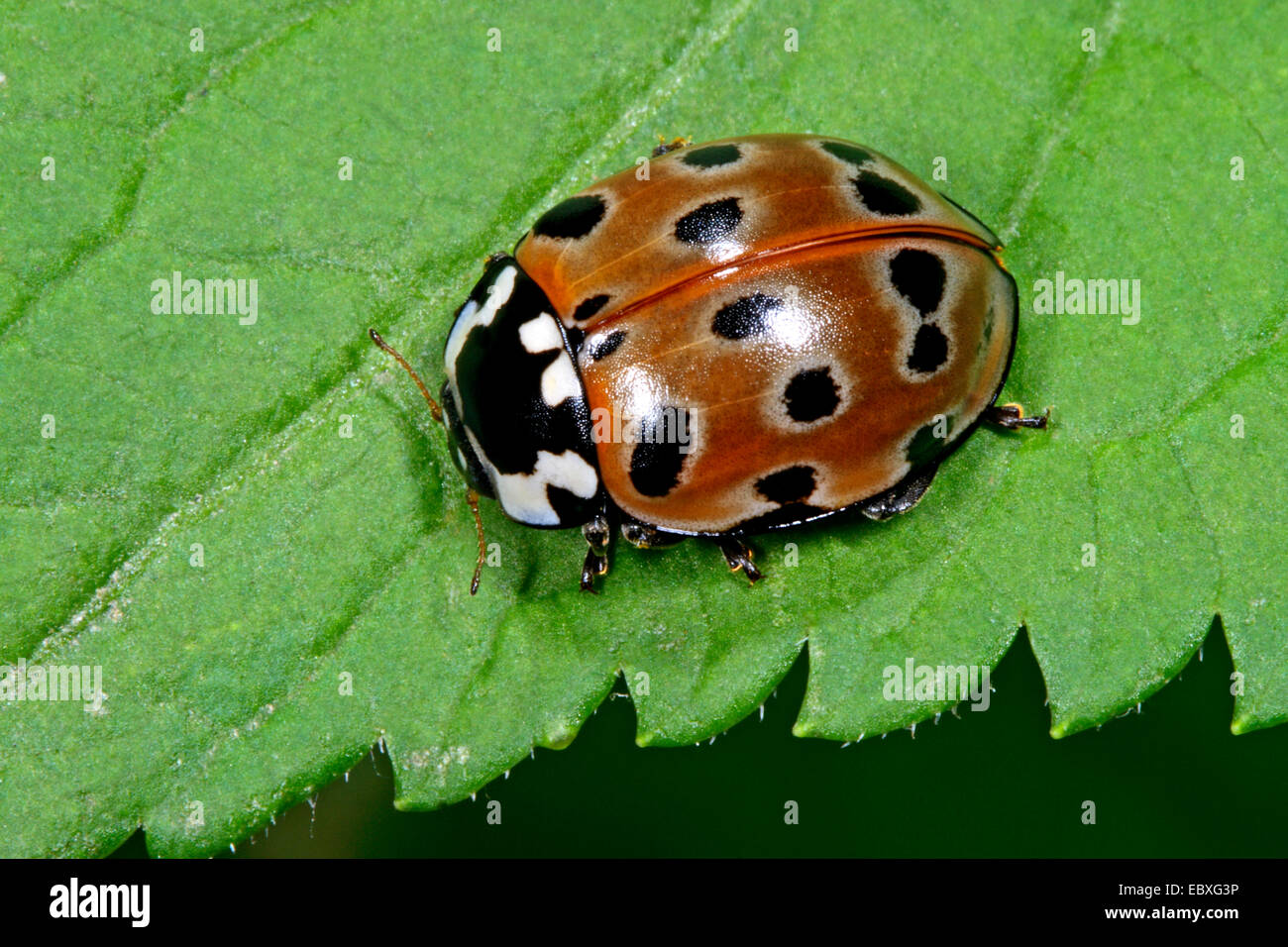 eyed ladybird, pine ladybird beetle (Anatis ocellata), on a leaf ...