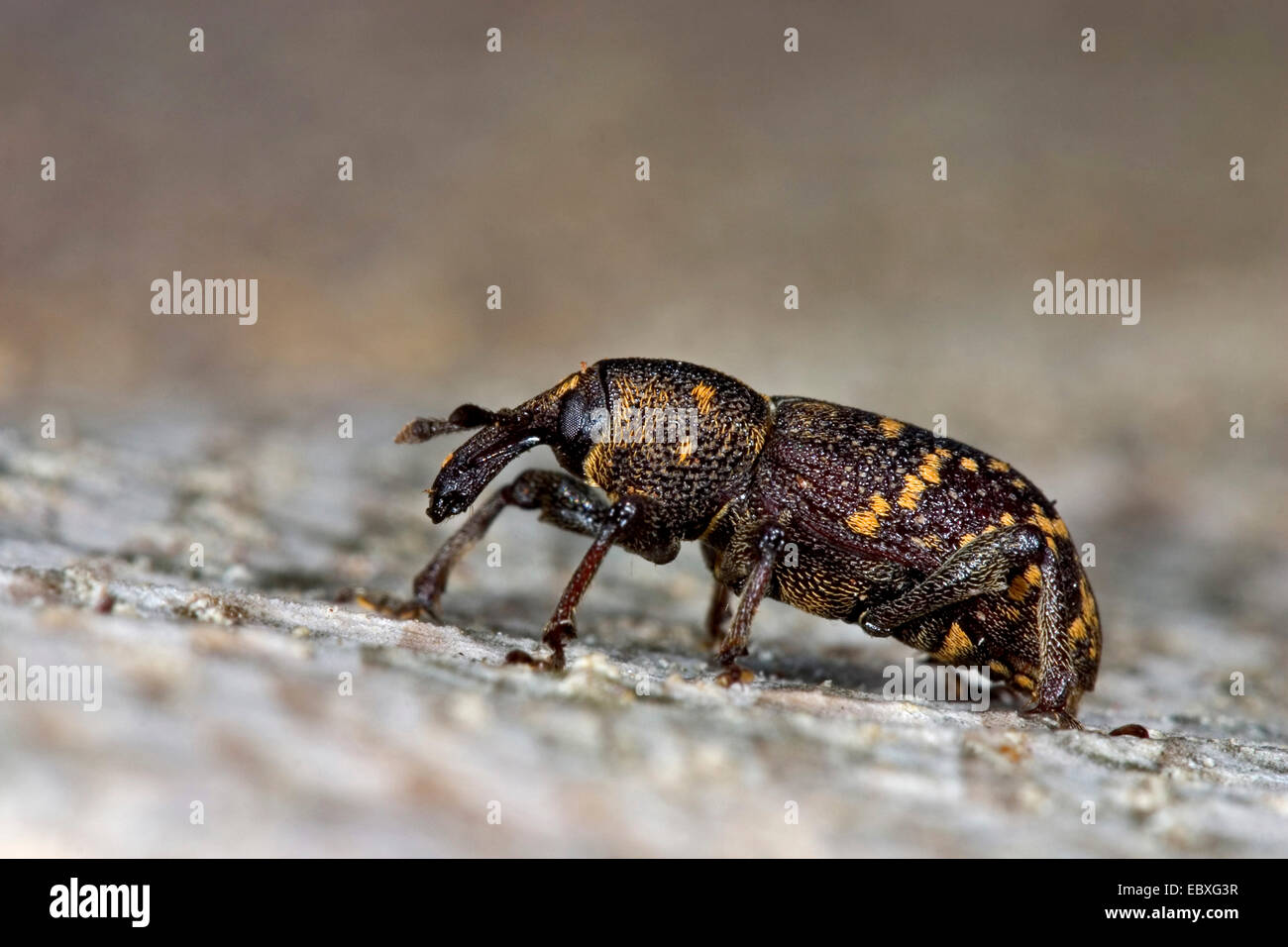 fir-tree weevil, pine weevil (Hylobius abietis), on a stone, Germany ...