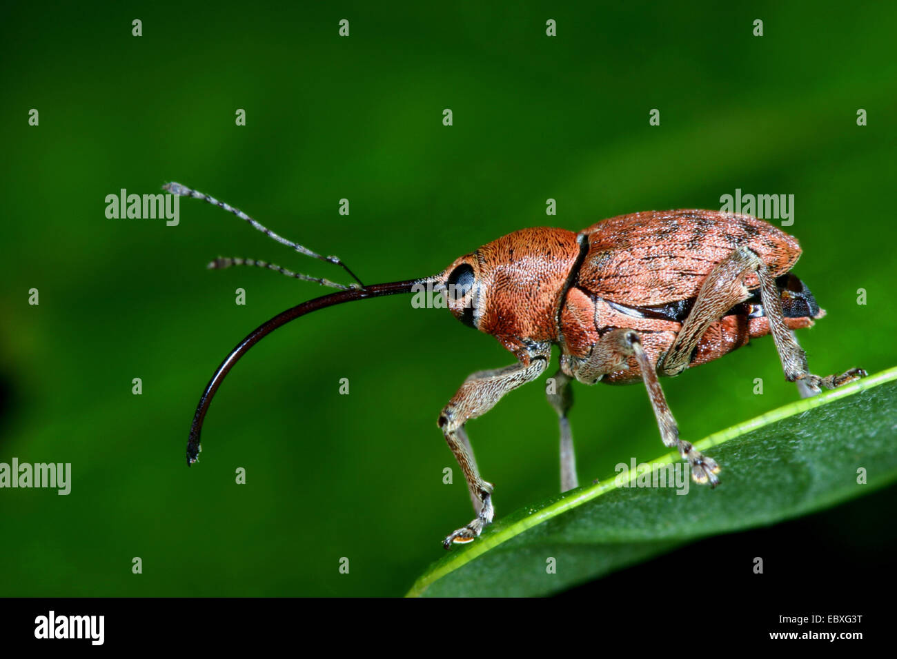 nut weevil (Curculio nucum), female on a leaf, Germany Stock Photo - Alamy
