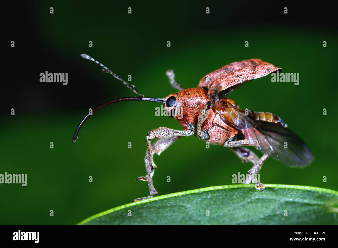 Nut weevil curculio nucum hi-res stock photography and images - Alamy