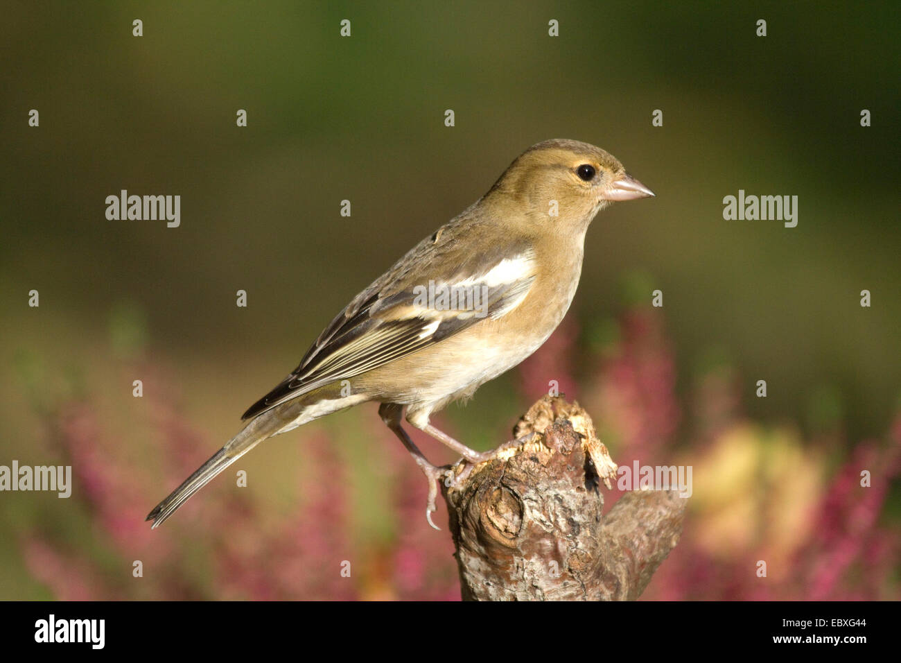 Female chaffinch hi-res stock photography and images - Alamy