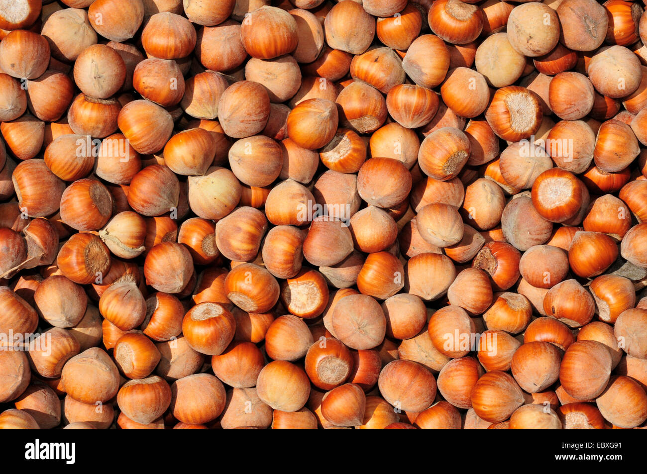 closeup of a pile of hazelnuts in shell after harvesting Stock Photo ...