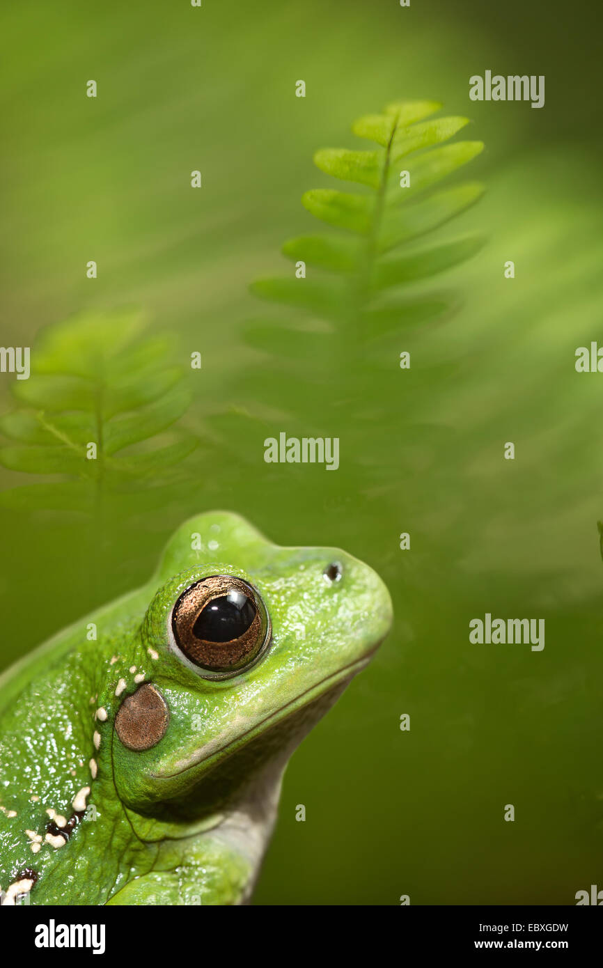 frog on green background. This tree frog Hypsiboas riojanus lives in ...