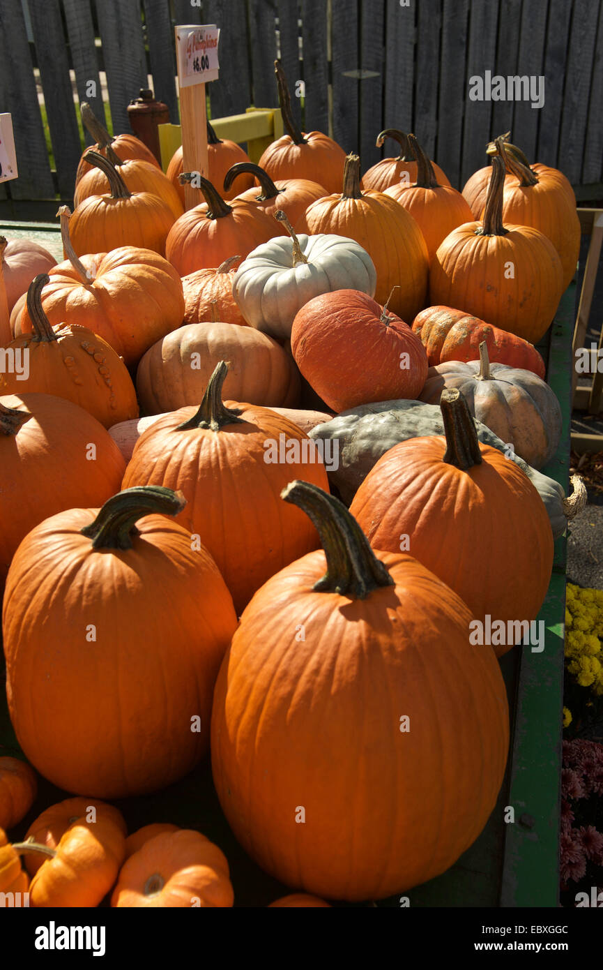 pumpkins for sale Stock Photo - Alamy