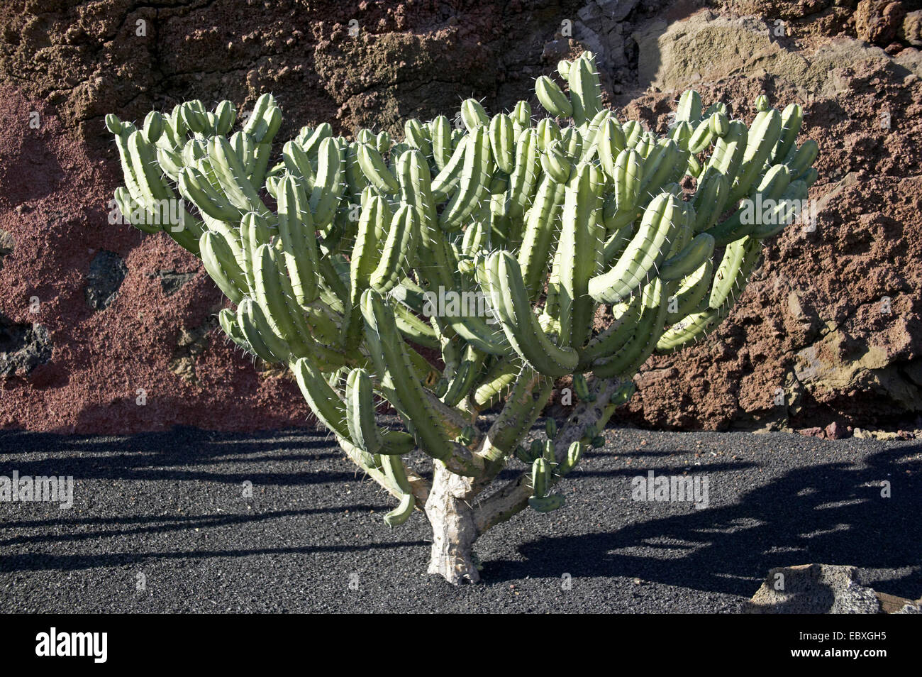 cactus in the cactus garden of Guatiza, Spain, Canary, Lanzarote Stock ...