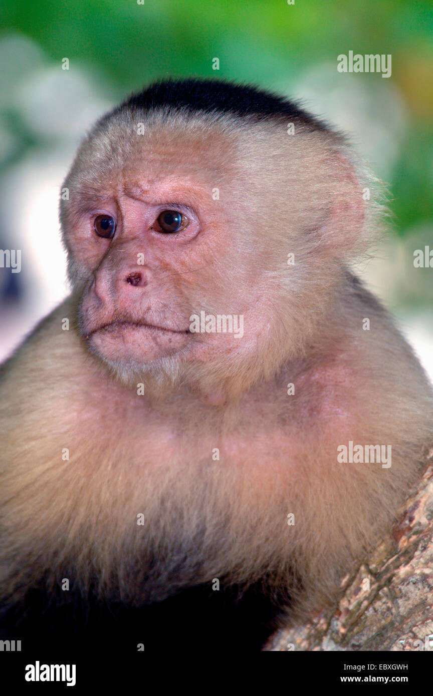 white-throated capuchin (Cebus capucinus), portrait, Costa Rica Stock ...