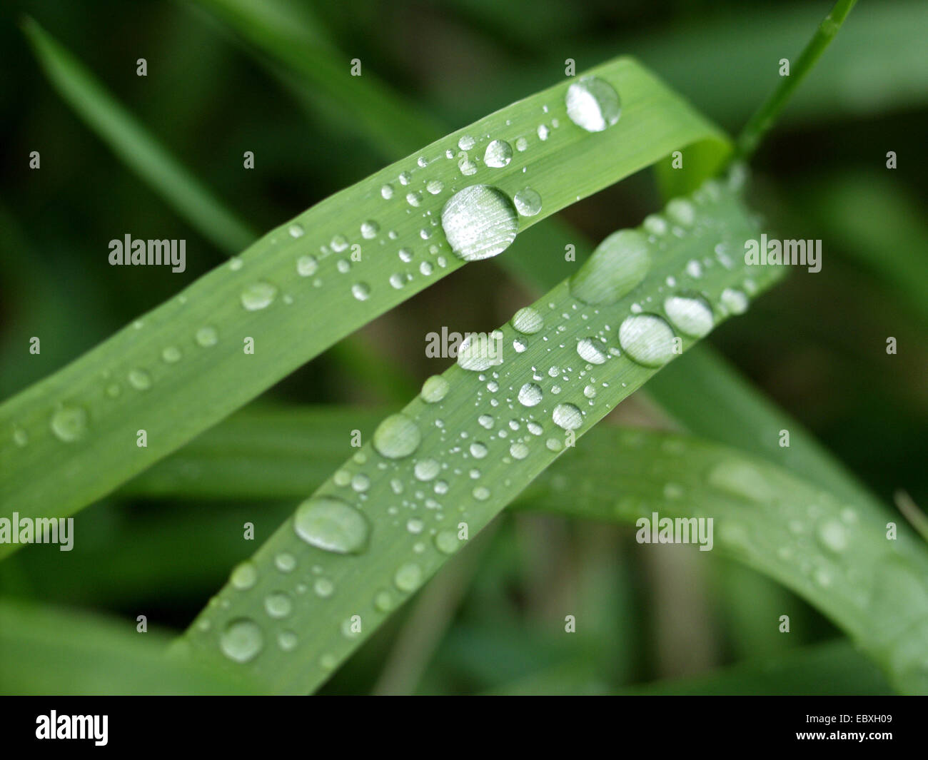 dew drop on green leaves Stock Photo - Alamy