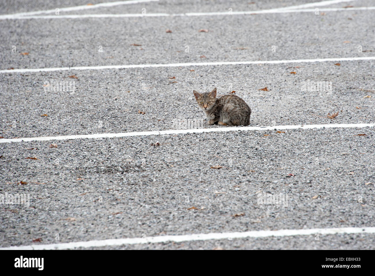 kitten resting on pavement in parking lot Stock Photo - Alamy