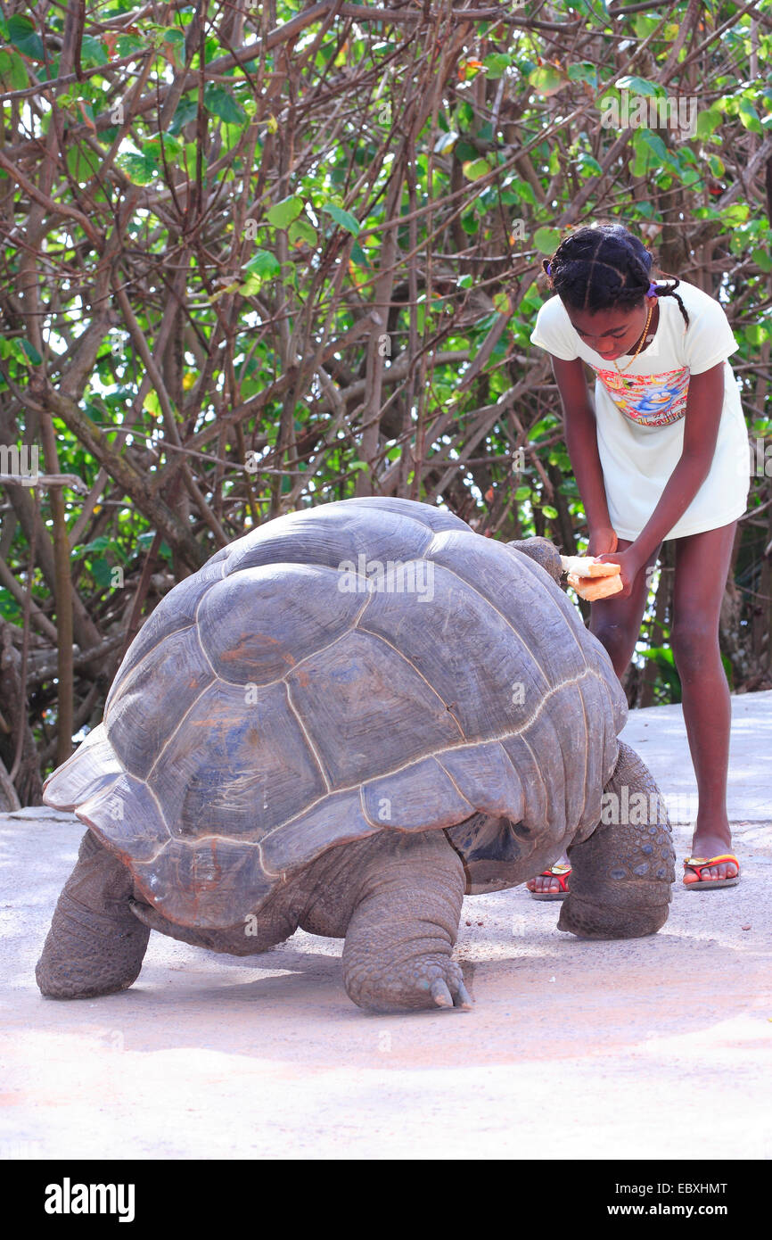 A local child is playing with a free living giant tortoise on the ...