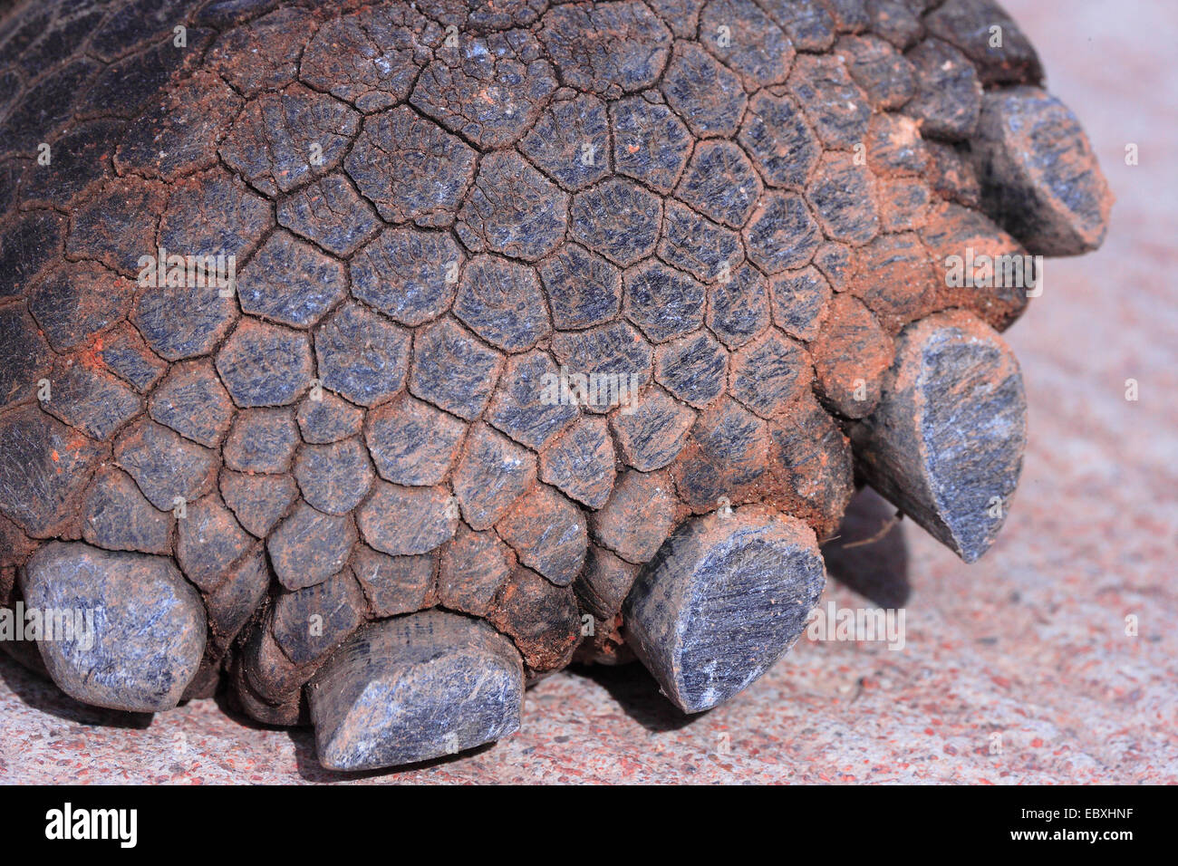 A close up image of foot of a free living giant tortoise on the ...