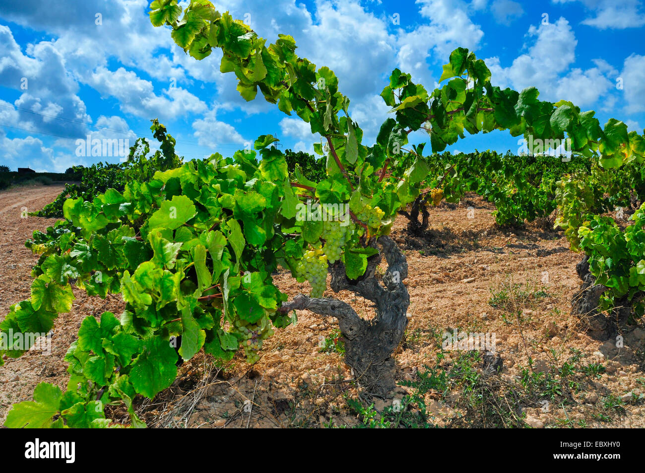 Grenache grapes hi-res stock photography and images - Alamy Grenache grapes hi-res stock photography and images - Alamy