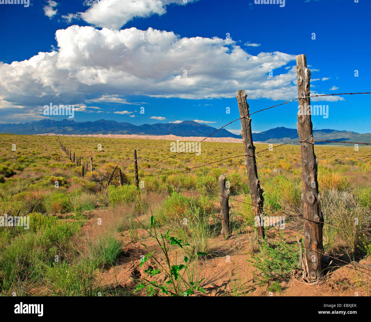 Native plants colorado hi-res stock photography and images - Alamy