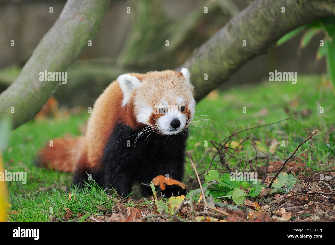Red Panda urinating on the ground Stock Photo - Alamy