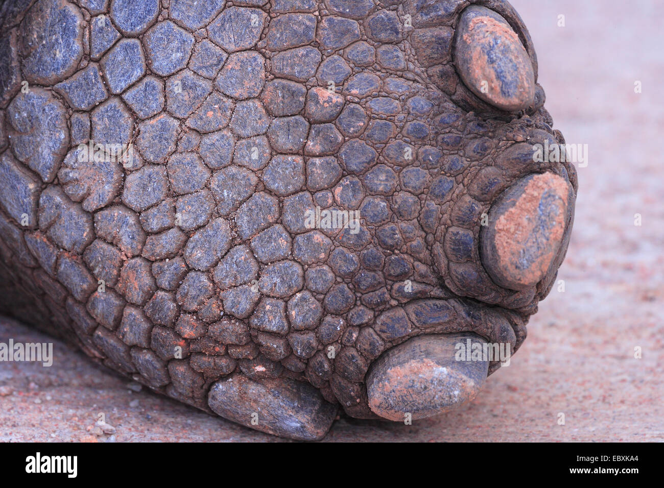 A close up image of foot of a free living giant tortoise on the ...