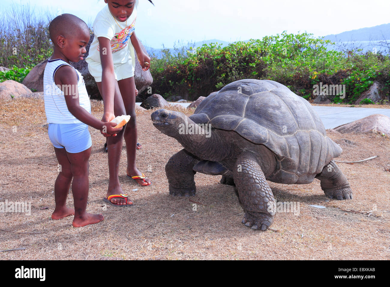 Local children are playing with a free living giant tortoise on the ...
