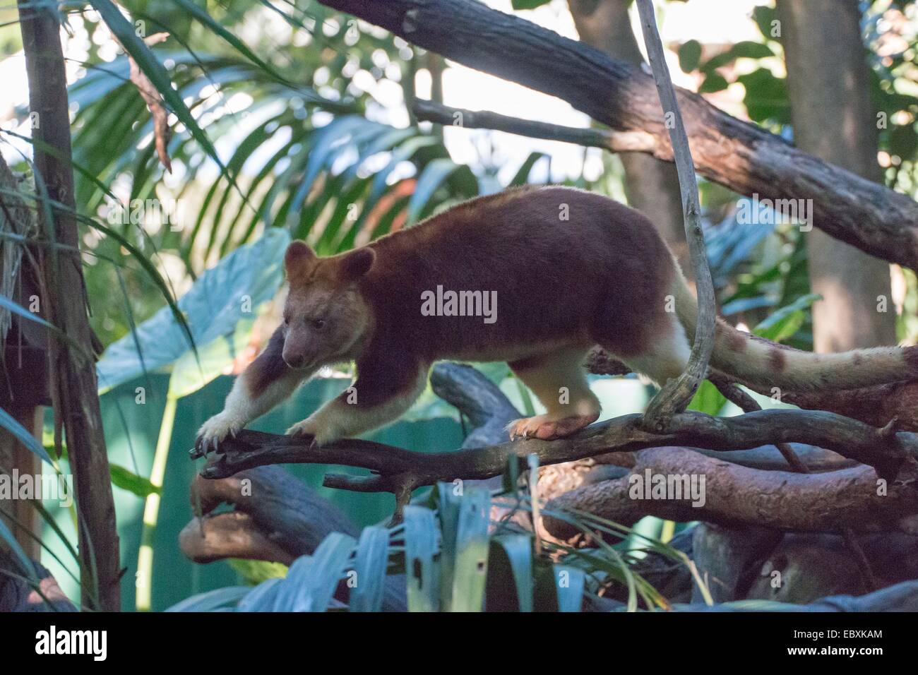 Goodfellow s Tree Kangaroo, Dendrolagus goodfellowi Stock Photo - Alamy