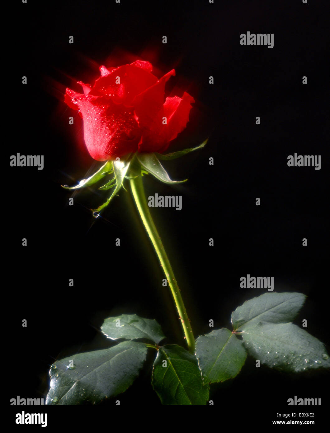 Ruddy rose hi-res stock photography and images - Alamy