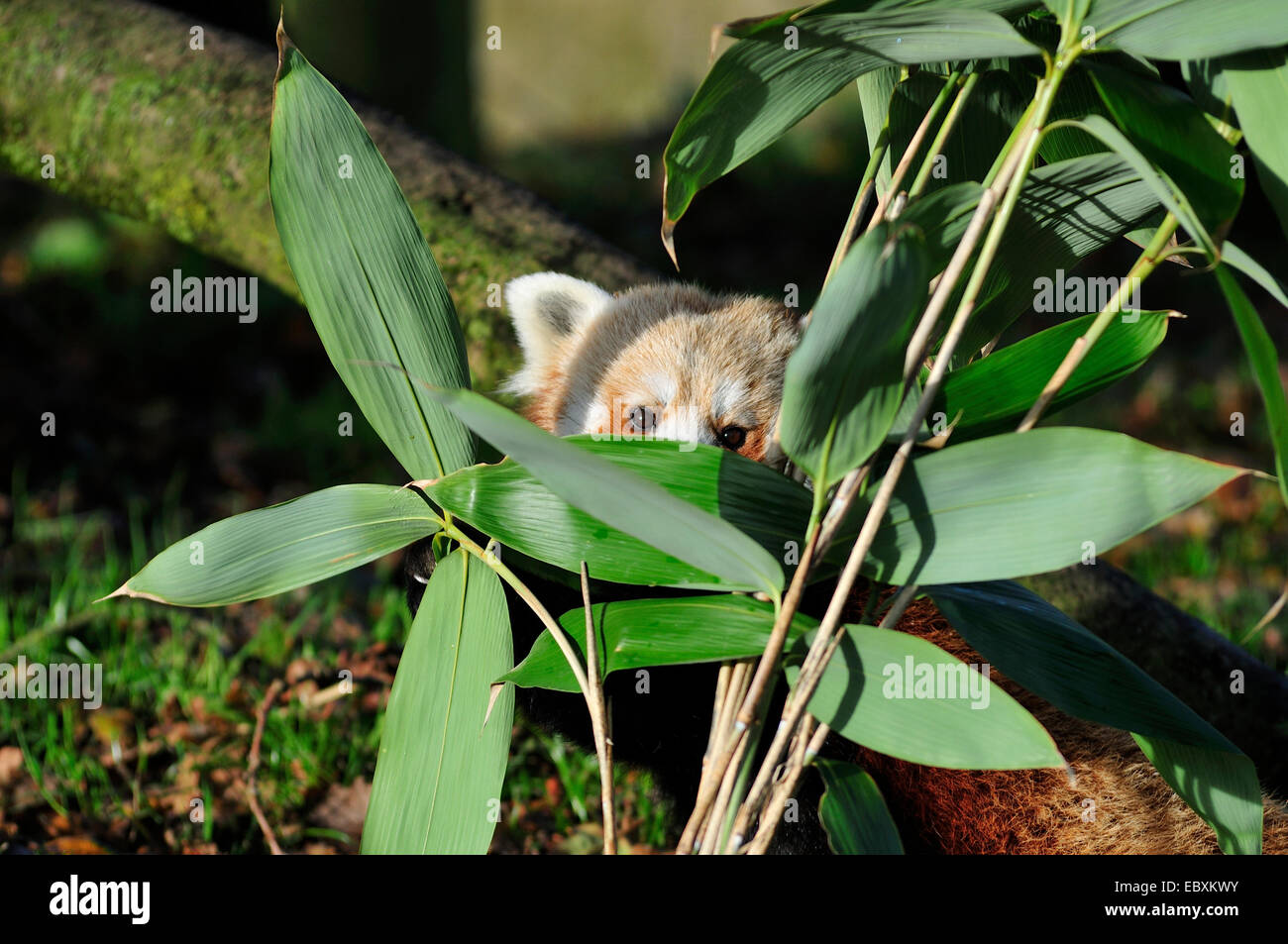 Red Panda peeking from behind bamboo leaves Stock Photo - Alamy