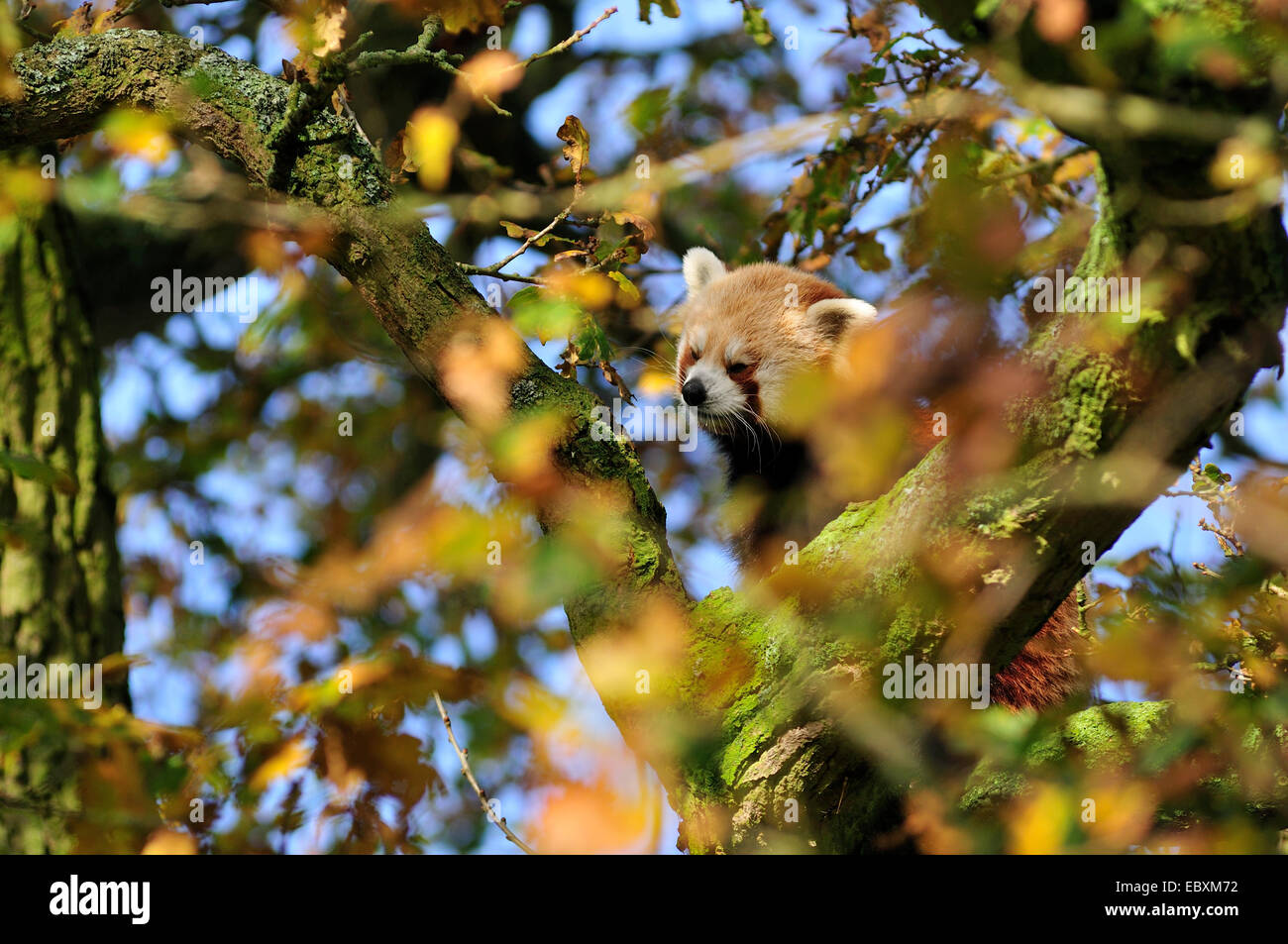 Red Panda Camouflaged amongst Autumn foliage in an oak tree Stock Photo ...