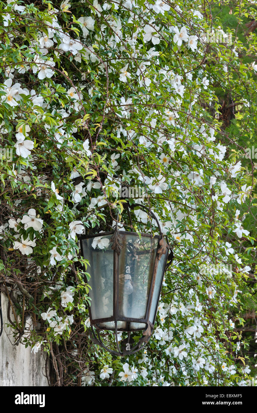 White rambling climbing rose roses hi-res stock photography and images ...