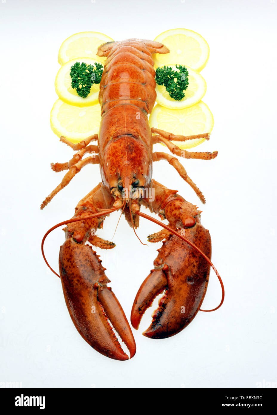 lobster with lemon and parsley Stock Photo - Alamy