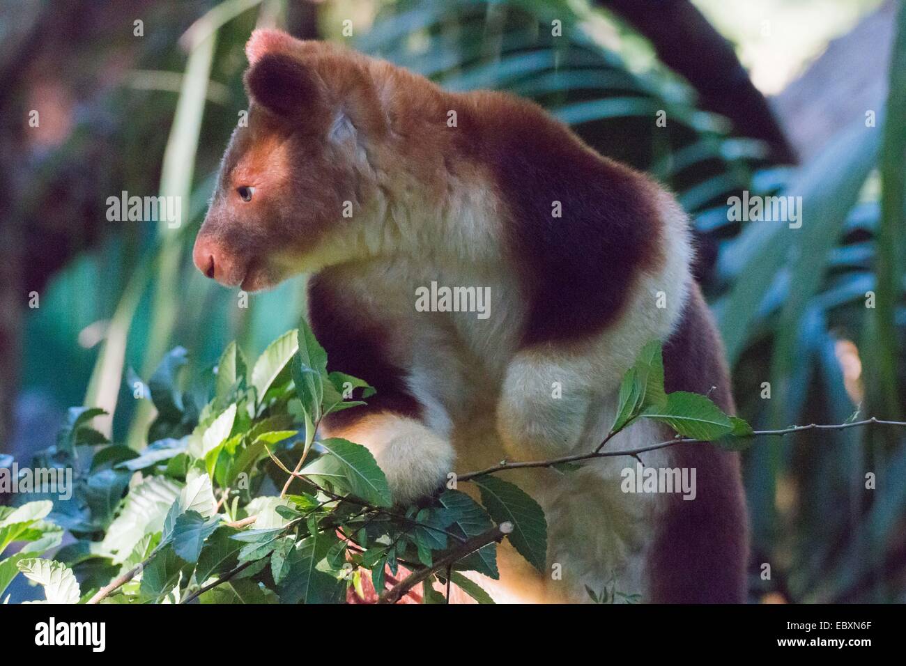 Goodfellow tree kangaroo hi-res stock photography and images - Alamy