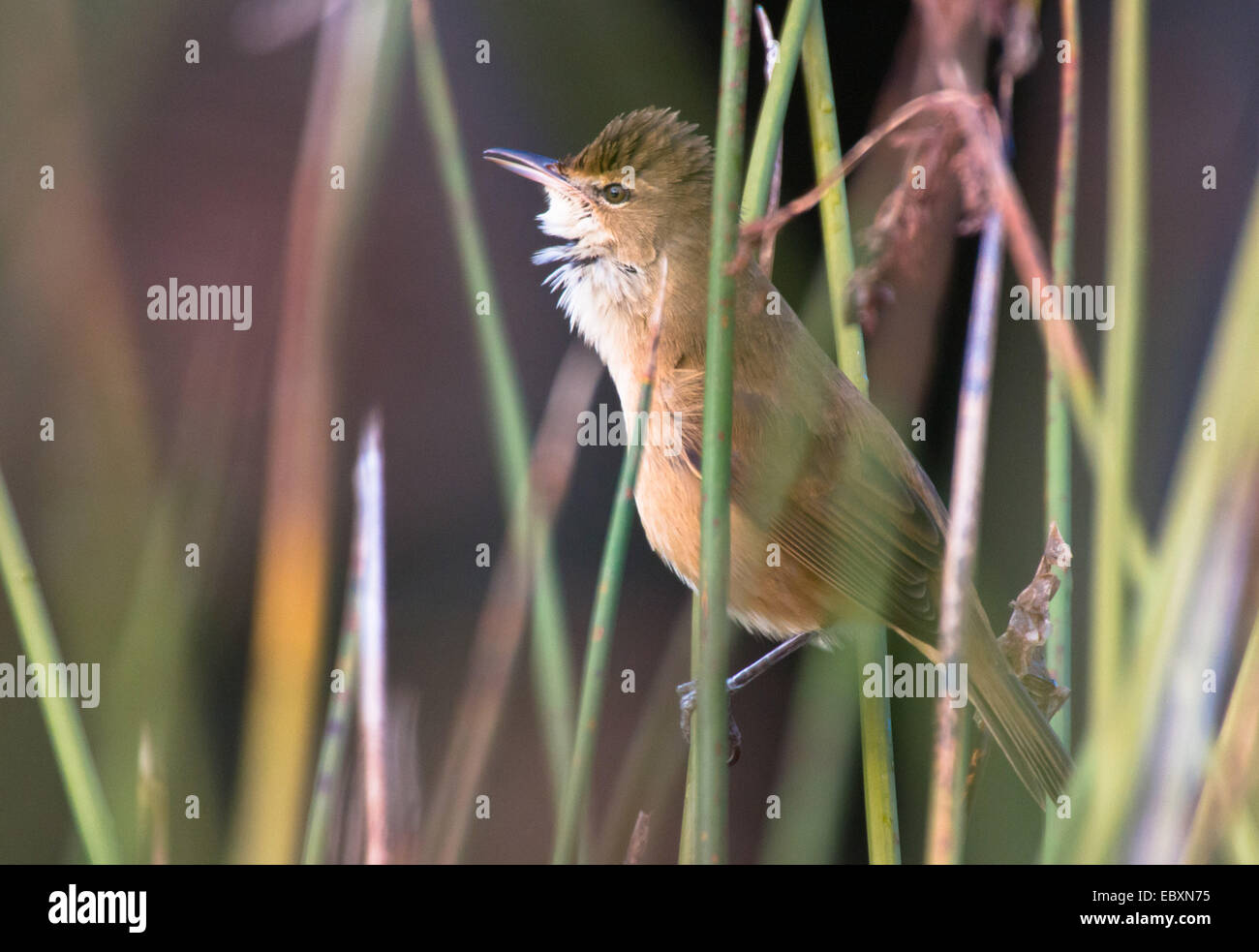 Australian Reed-Warbler, Acrocephalus australis Stock Photo - Alamy