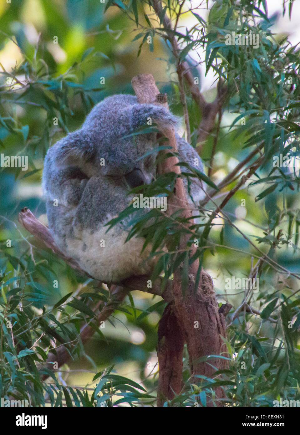 sleeping Koala, Phascolarctos cinereus Stock Photo - Alamy