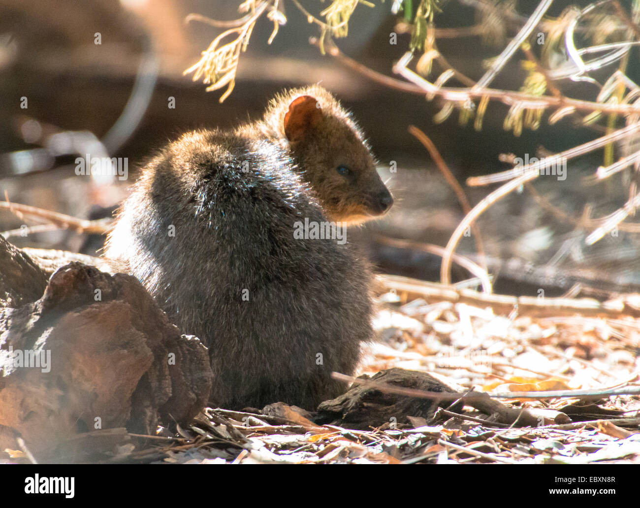 Quokka, Setonix brachyurus Stock Photo - Alamy