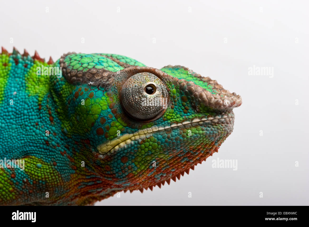 Macro Chameleon High Resolution Stock Photography and Images - Alamy