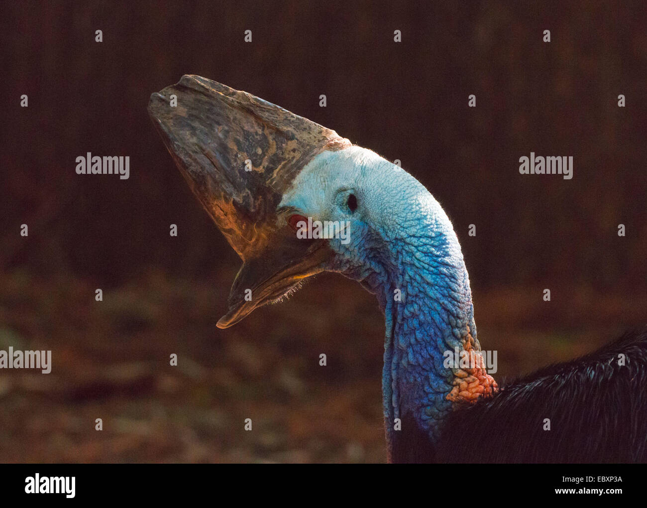 Casuarius casuarius australien hi-res stock photography and images - Alamy