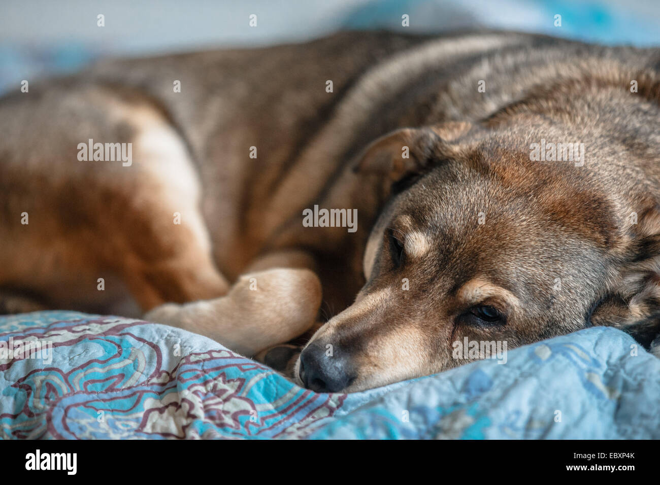 A dog sleeping on a bed Stock Photo - Alamy