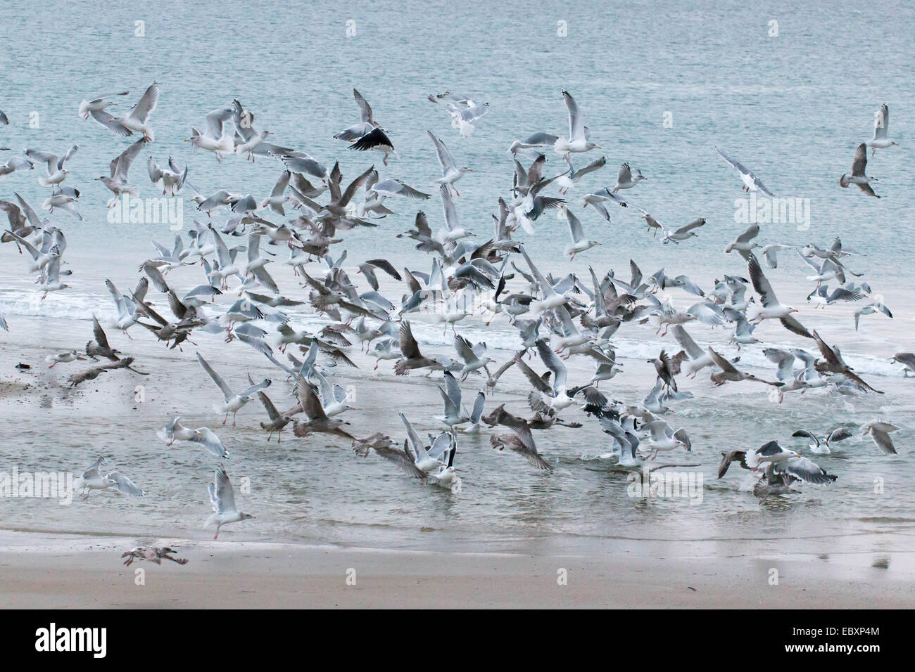 Seagull swarm at the beach Stock Photo - Alamy