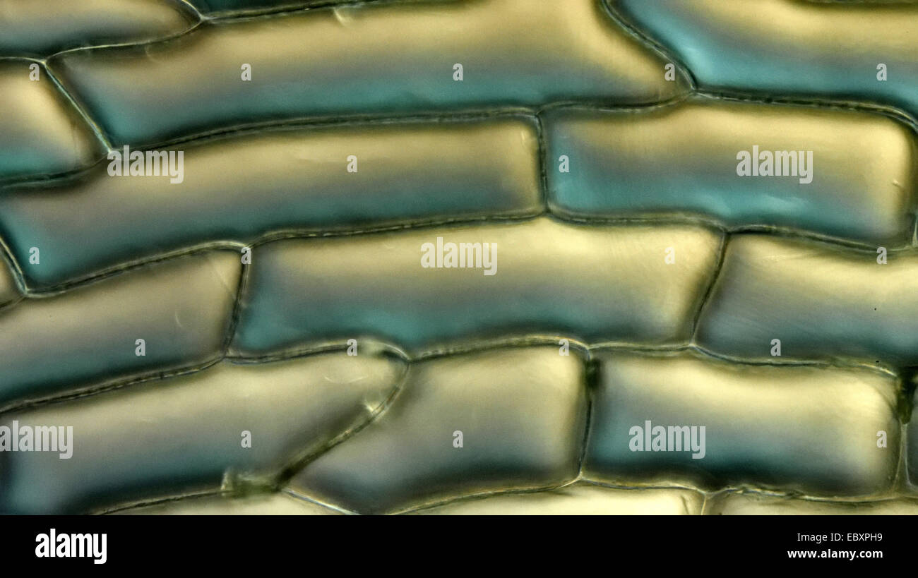 Cell walls and organelles of onion bulb scale epidermis cells Stock ...
